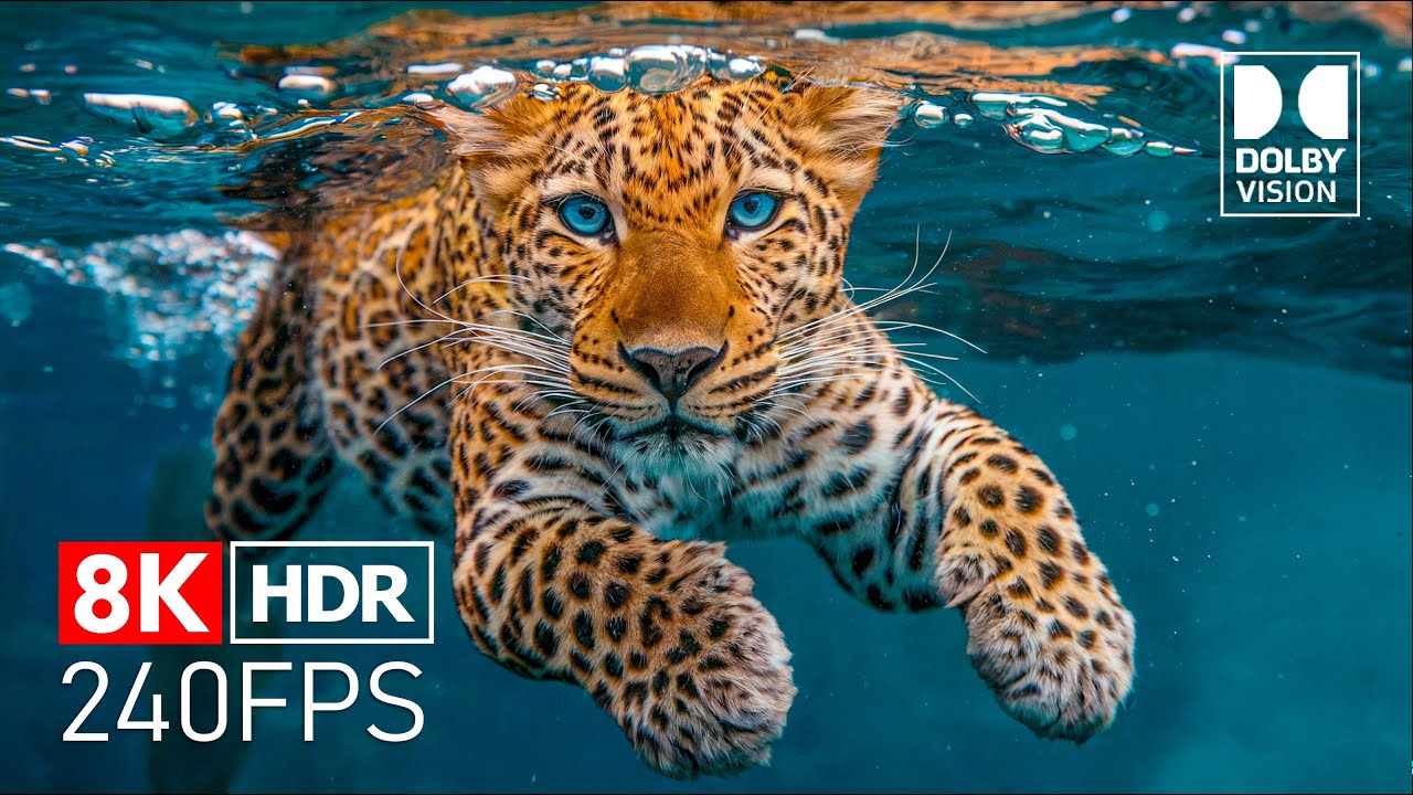 8K Video ULTRA HD 240 FPS - 8K HDR Dolby Vision #8k #8kvideo - YouTube