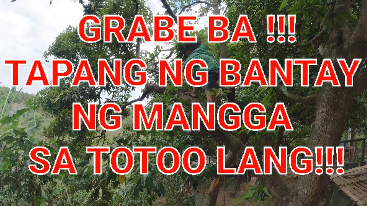 GRABE BA !!!! TAPANG NG BANTAY NG MANGGA SA TOTOO LANG!!!! - YouTube