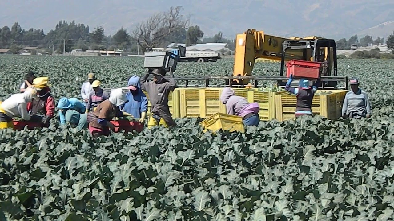 cosecha de brocoli en Ecuador. - YouTube