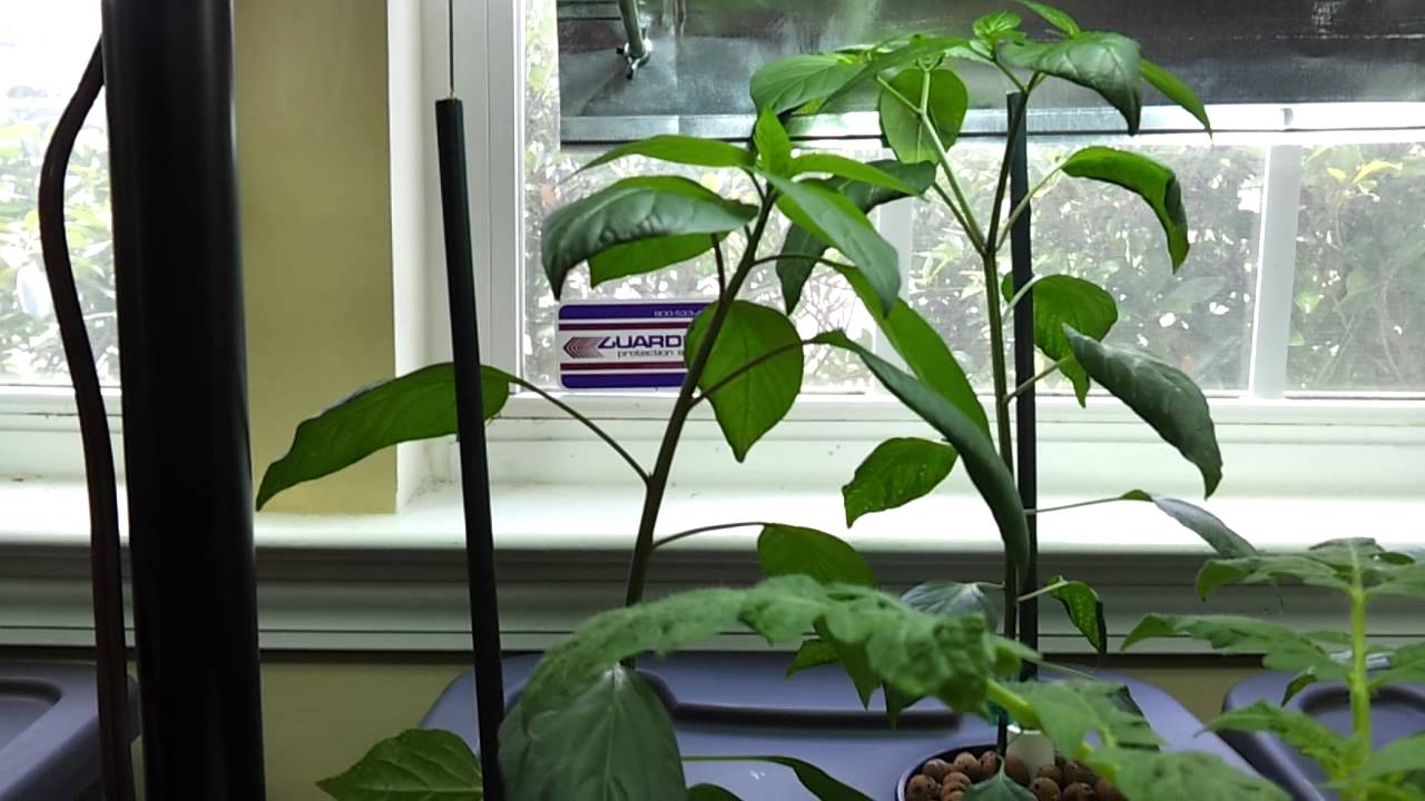 DWC Hydroponic Pepper Experiment 2012 Part 3 - YouTube