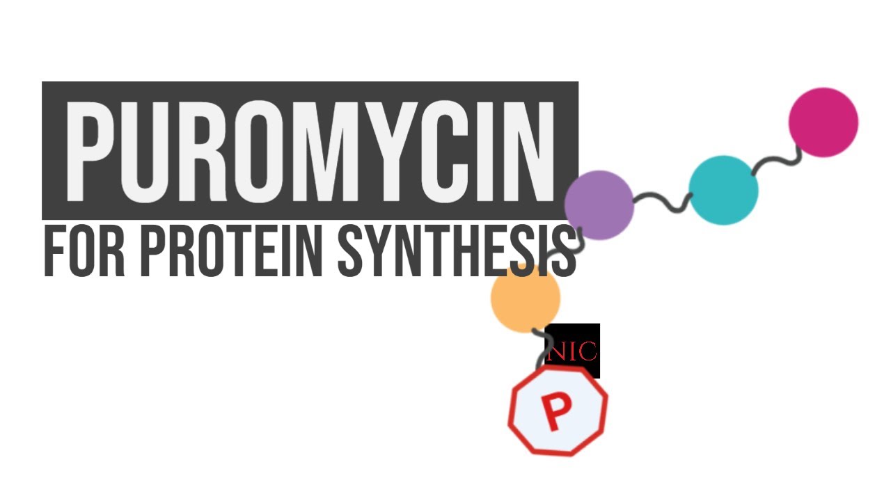 Using Puromycin to Measure Protein Synthesis - YouTube
