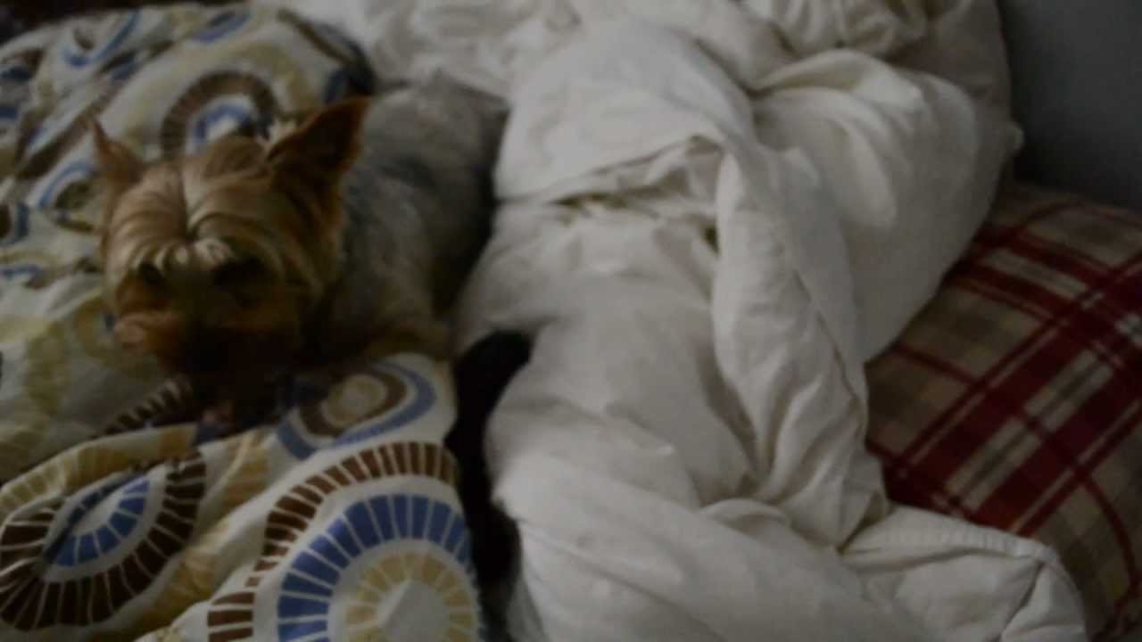 GINGER BATMAN! - YouTube