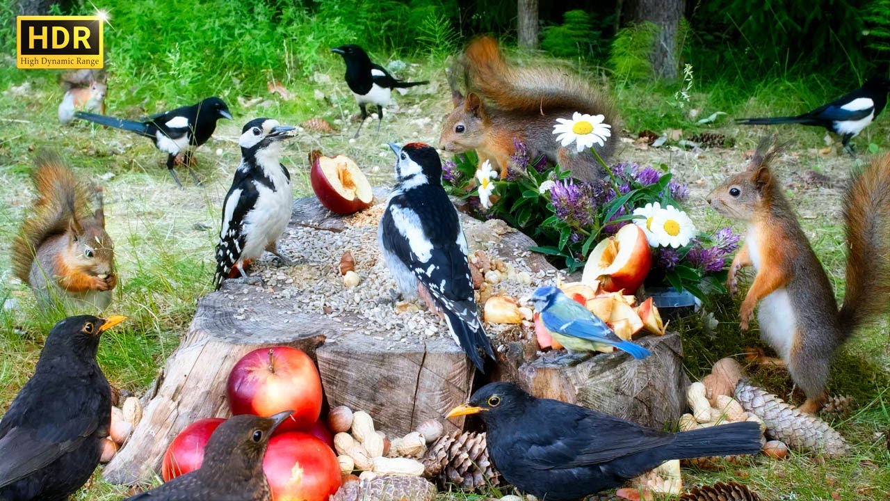 Feisty Forest Friends Gathering at Lucky Stump Buffet 😺 Cat TV 🐶 Dog TV ...