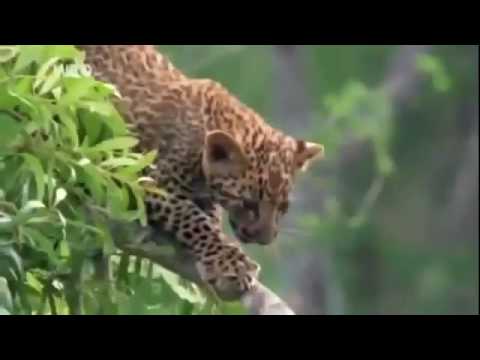 The LEOPARD QUEEN National Geographic Full Documentary - YouTube