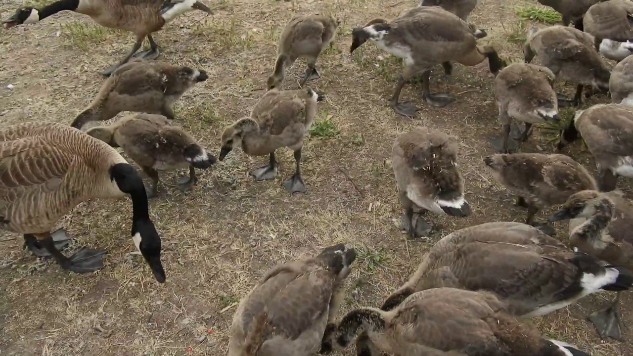 So Many Goslings and Fledglings! - YouTube
