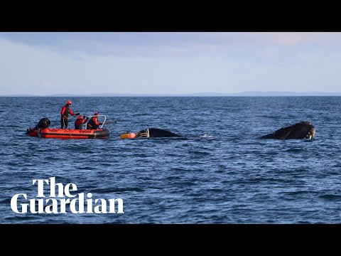 Trapped whale freed from fishing net off New Zealand coast