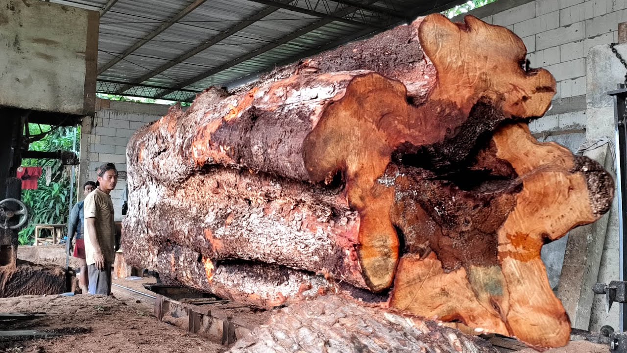 The Wood's Shape Will Give You Goosebumps! This Giant Tamarind Tree Was ...