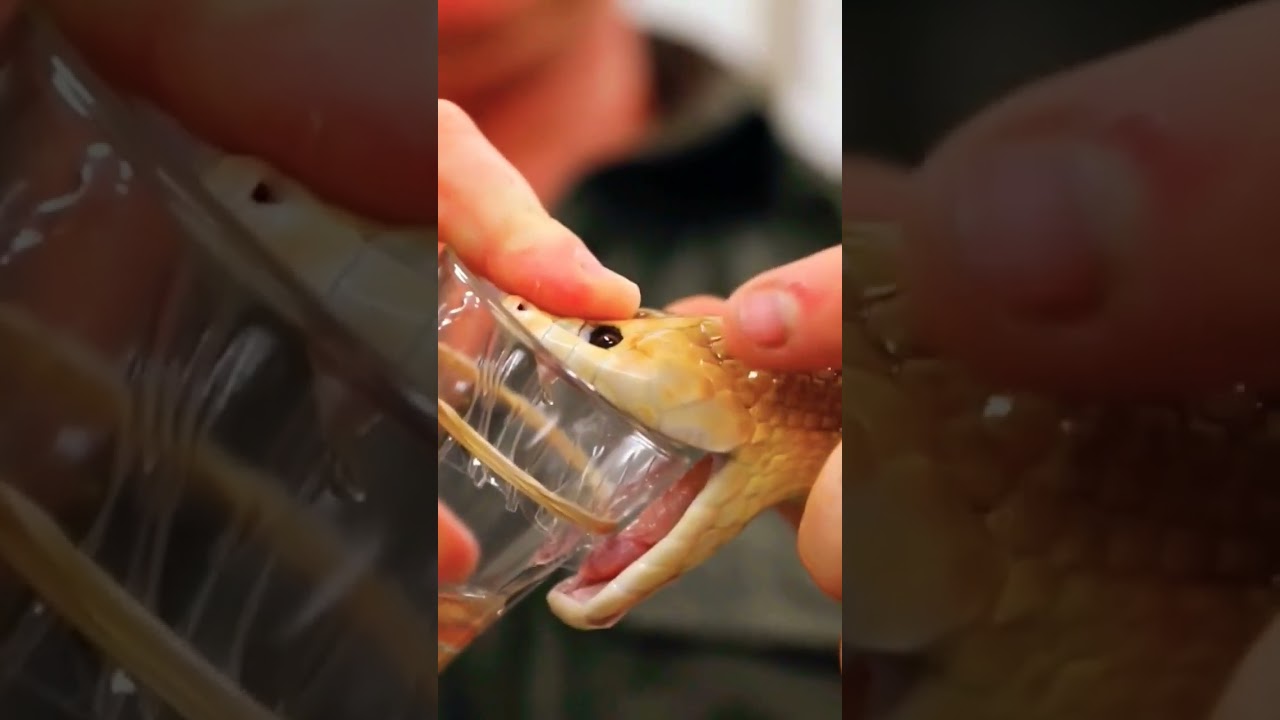 snake venom milking 🐍 - YouTube