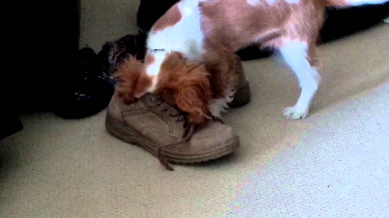 Cavalier King Charles digging in a shoe - YouTube