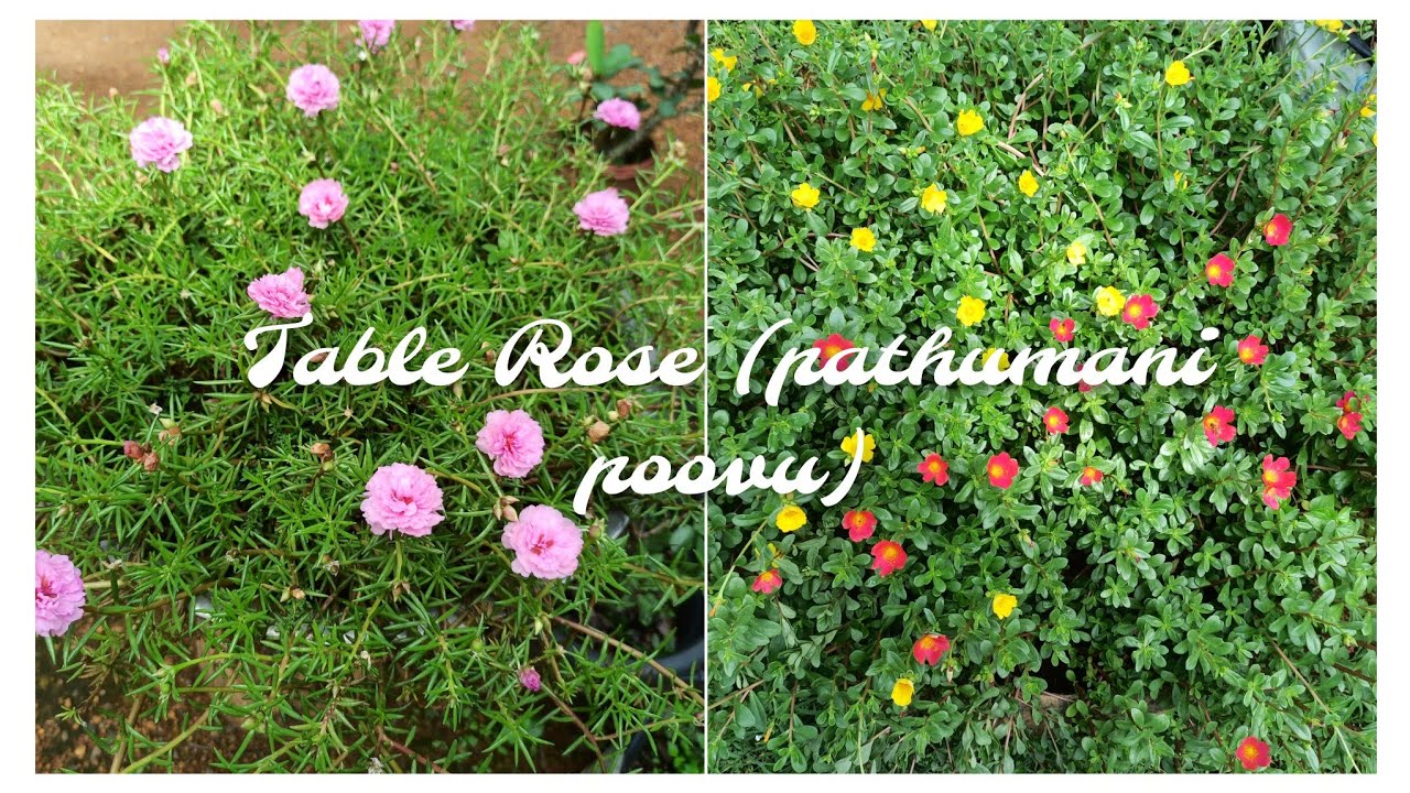 Table Rose(Pathumani poovu) - YouTube