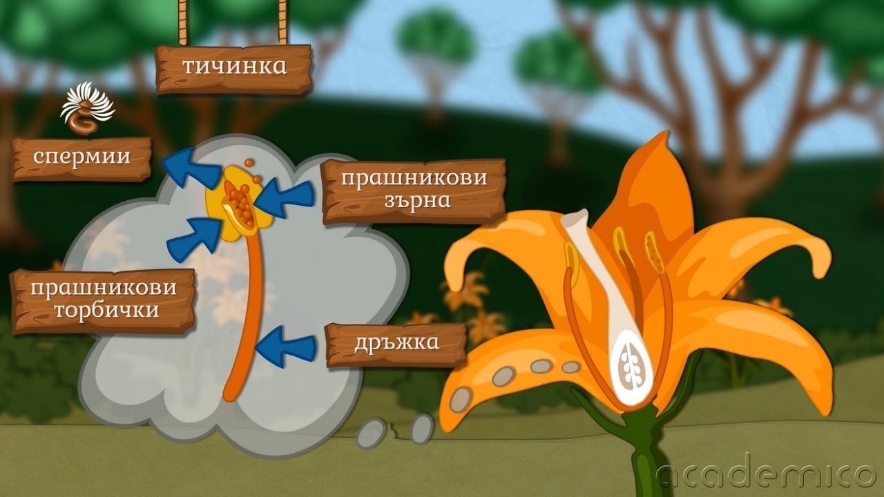 Размножване на растенията Човекът и природата 6 клас Academico