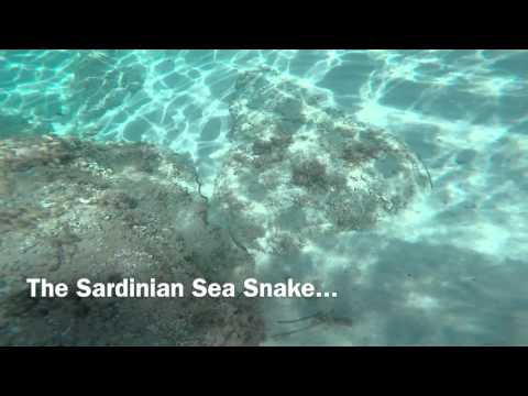 Sardinian Sea Snake