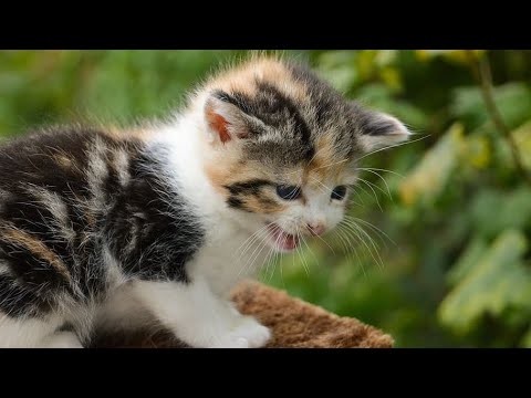 Cute animal Compilation #1 | Animals | Adorable animals | ZooTube