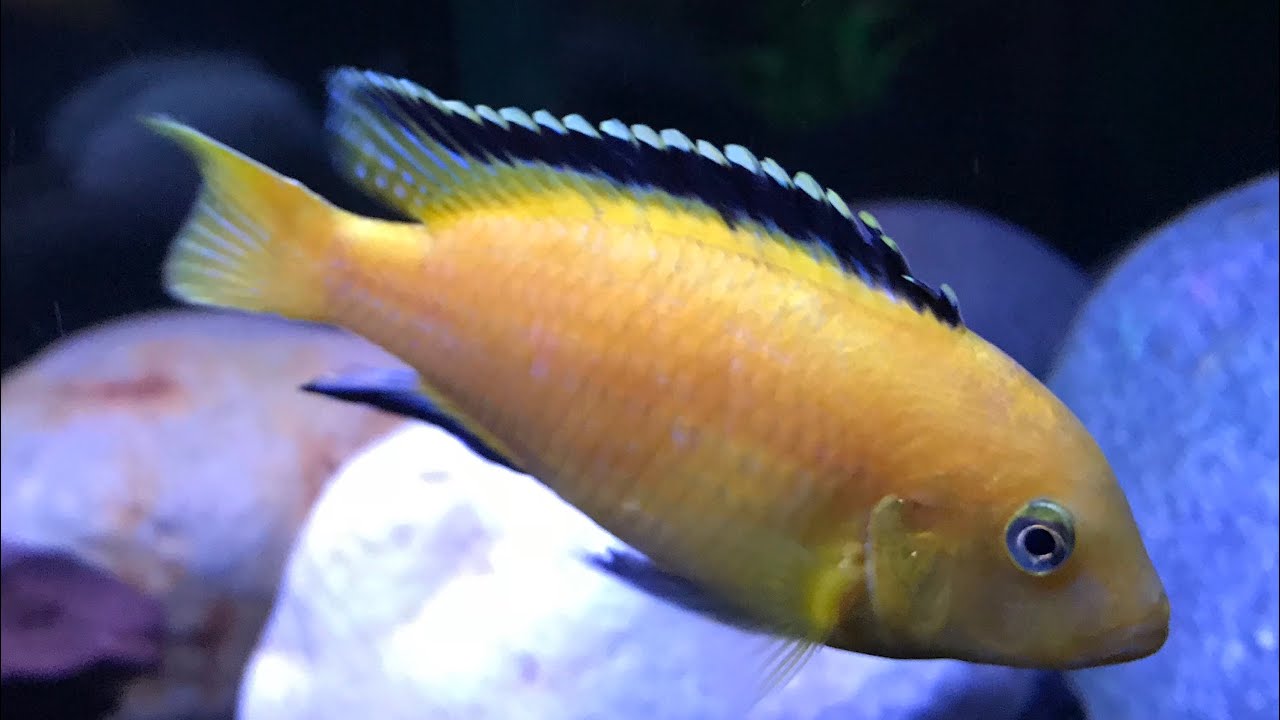 The Electric Yellow Lab - YouTube