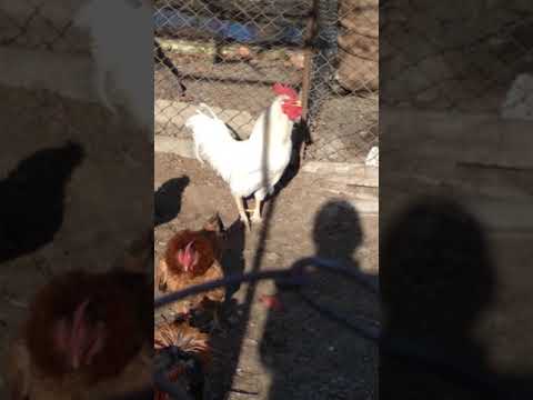 qapi xoruzu ağdamın gözünü tökdü