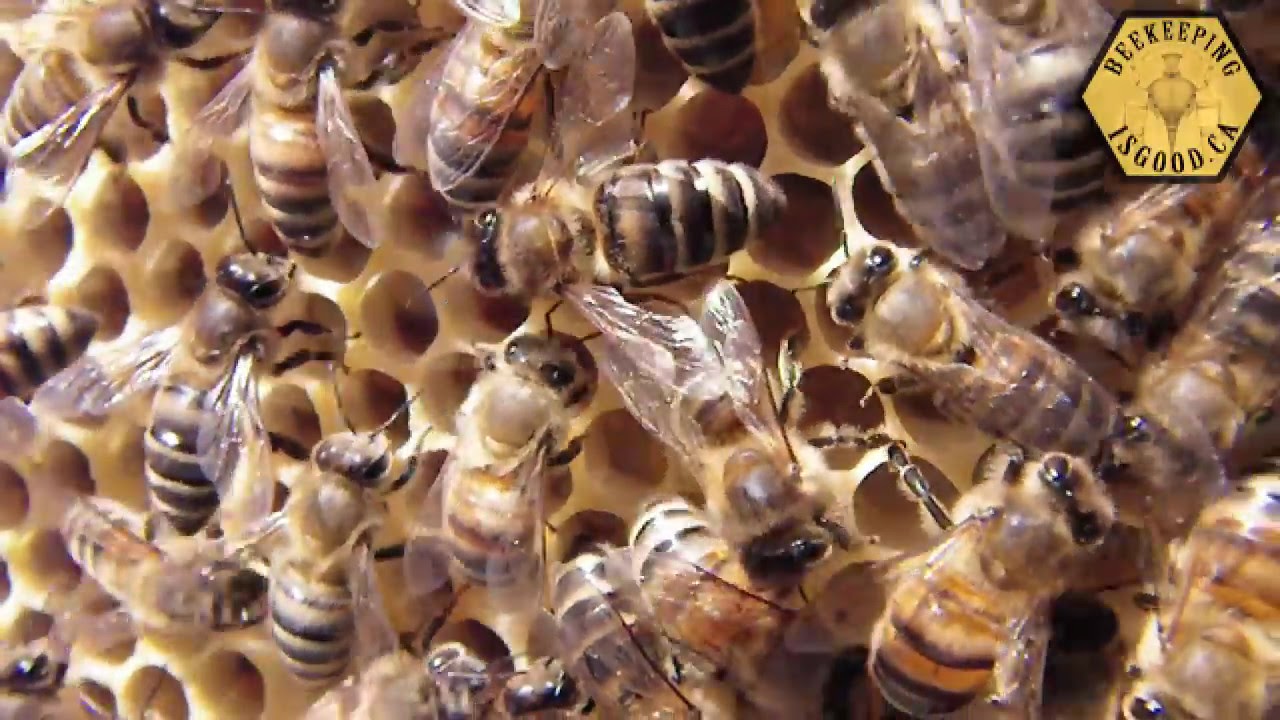 Honey bee shaking signal - YouTube