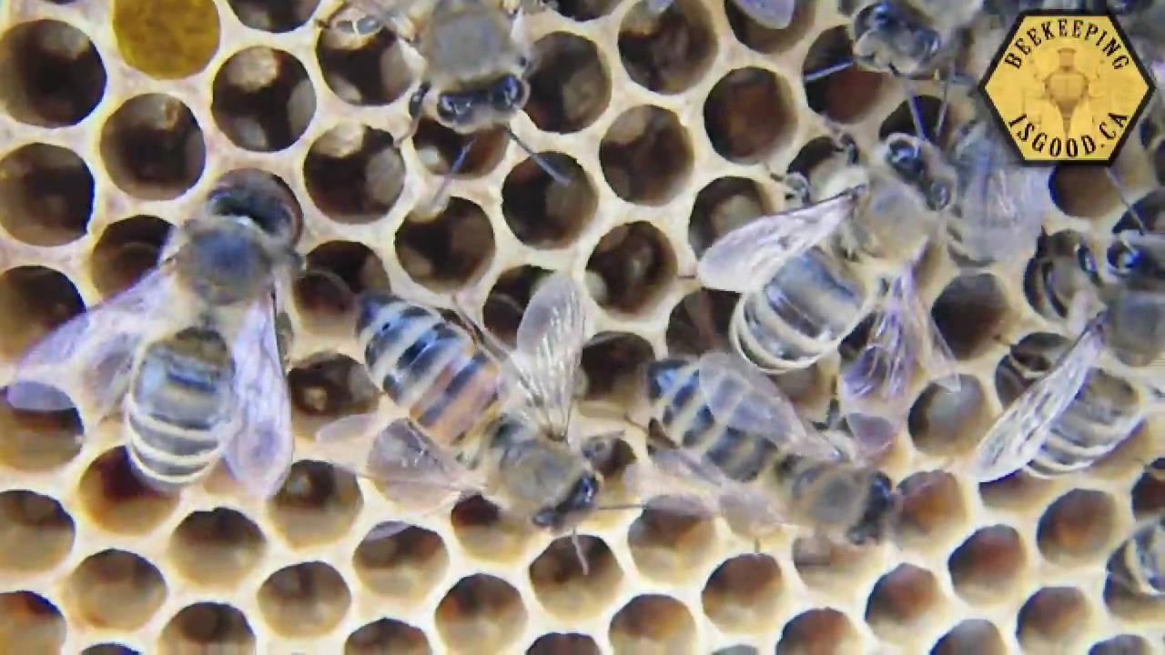 Honey bee shaking signal - YouTube
