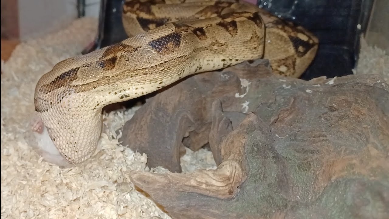 Snake Feed 'Crazy' Boa-constrictor Feeding Footage! | BEST YET - YouTube