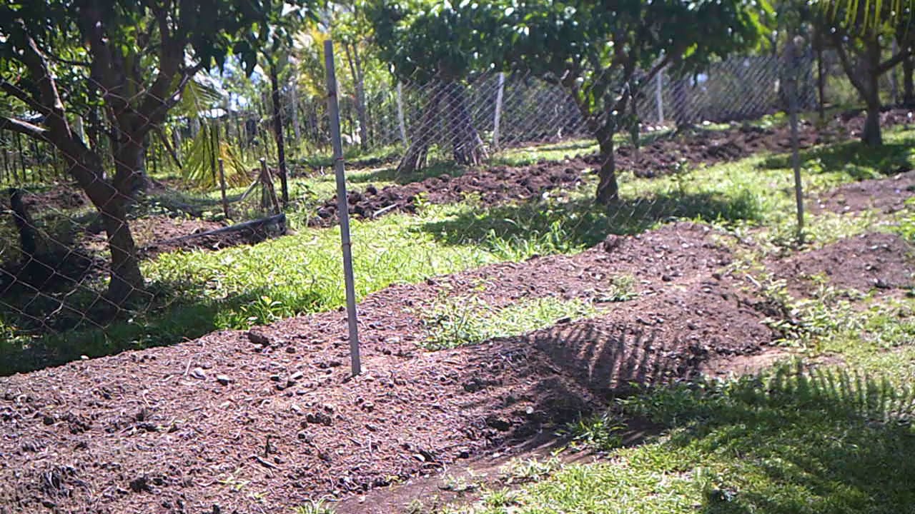 Preparing the Garden Rows - Digging, Weeding - YouTube