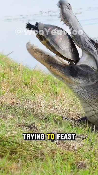Can a crocodile eat and break turtle shell? 🤯😱 #shorts #animalshorts # ...