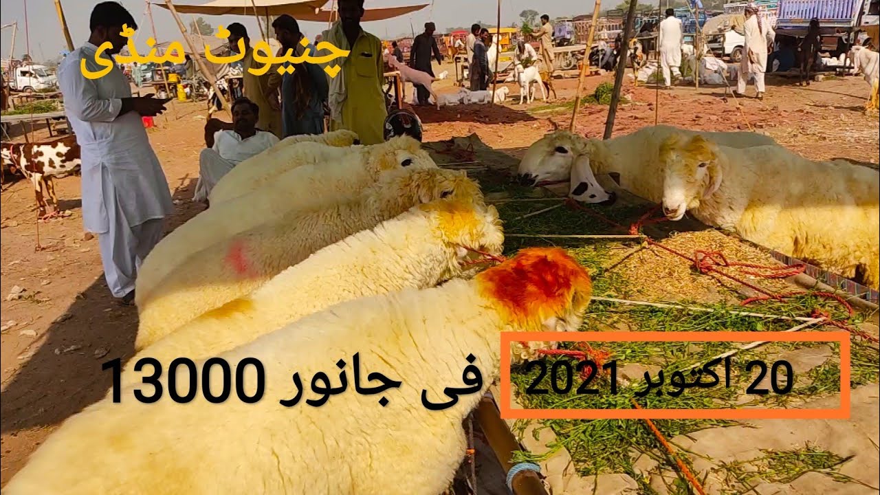 Chiniot Mall Mandi # Goat For Sale # Mudra chatra # Around the village ...