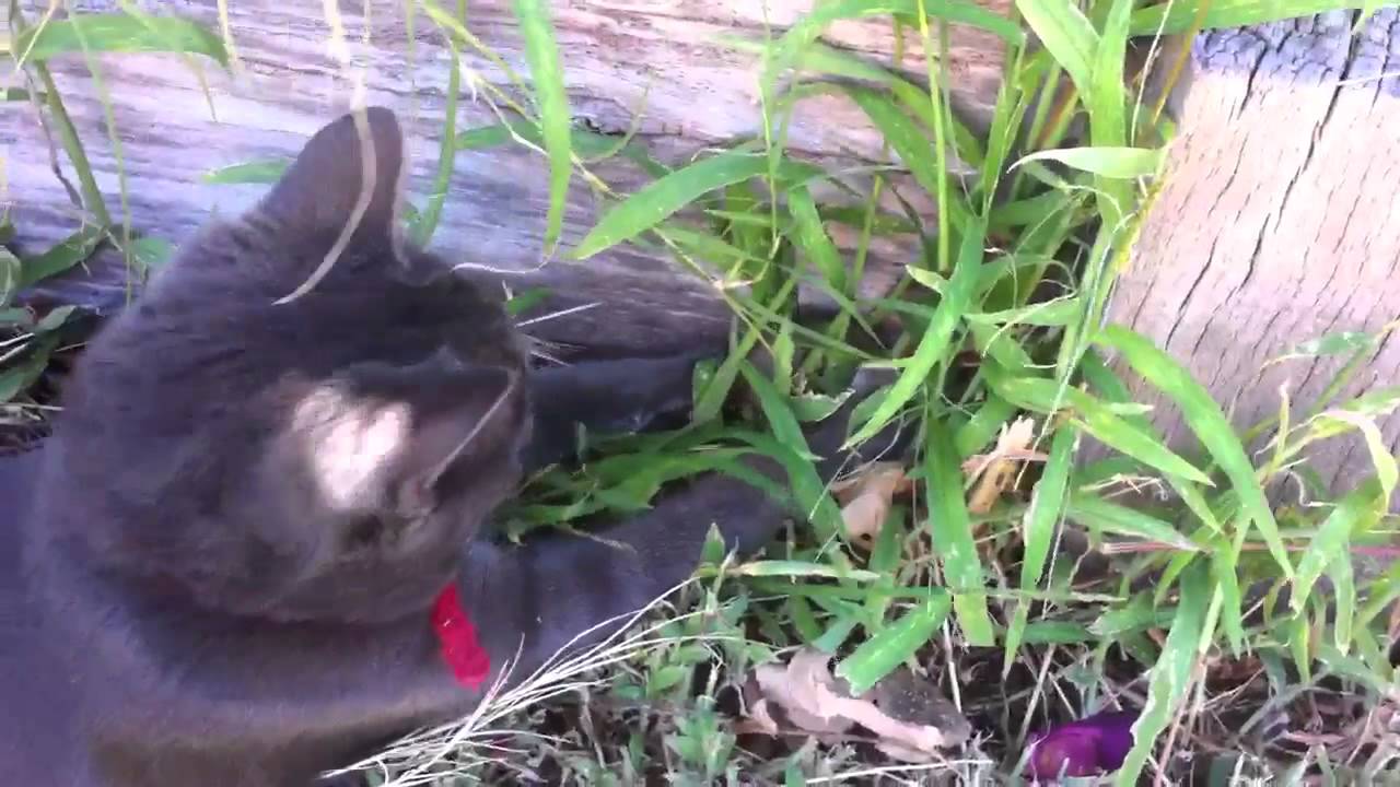 Smudge's first mouse! - YouTube