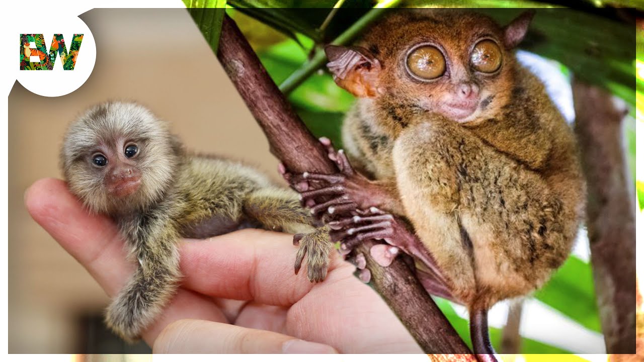 These Are The Smallest Creatures In The World - YouTube