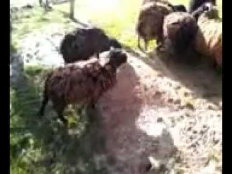 Mouton qui bele MMDDRR ^^ - YouTube