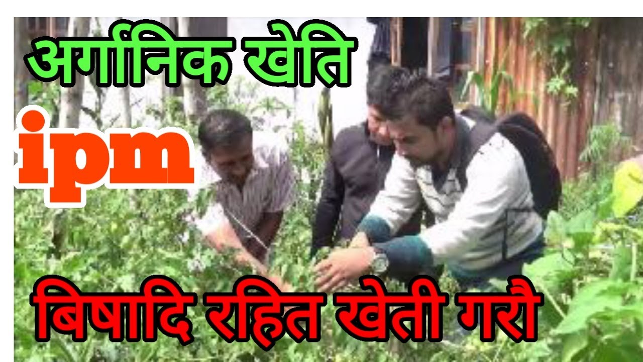 Ipm/एकीकृत शत्रुजिब ब्यबस्थापन /Organic Vegetable Farming /Ipm in Nepal ...