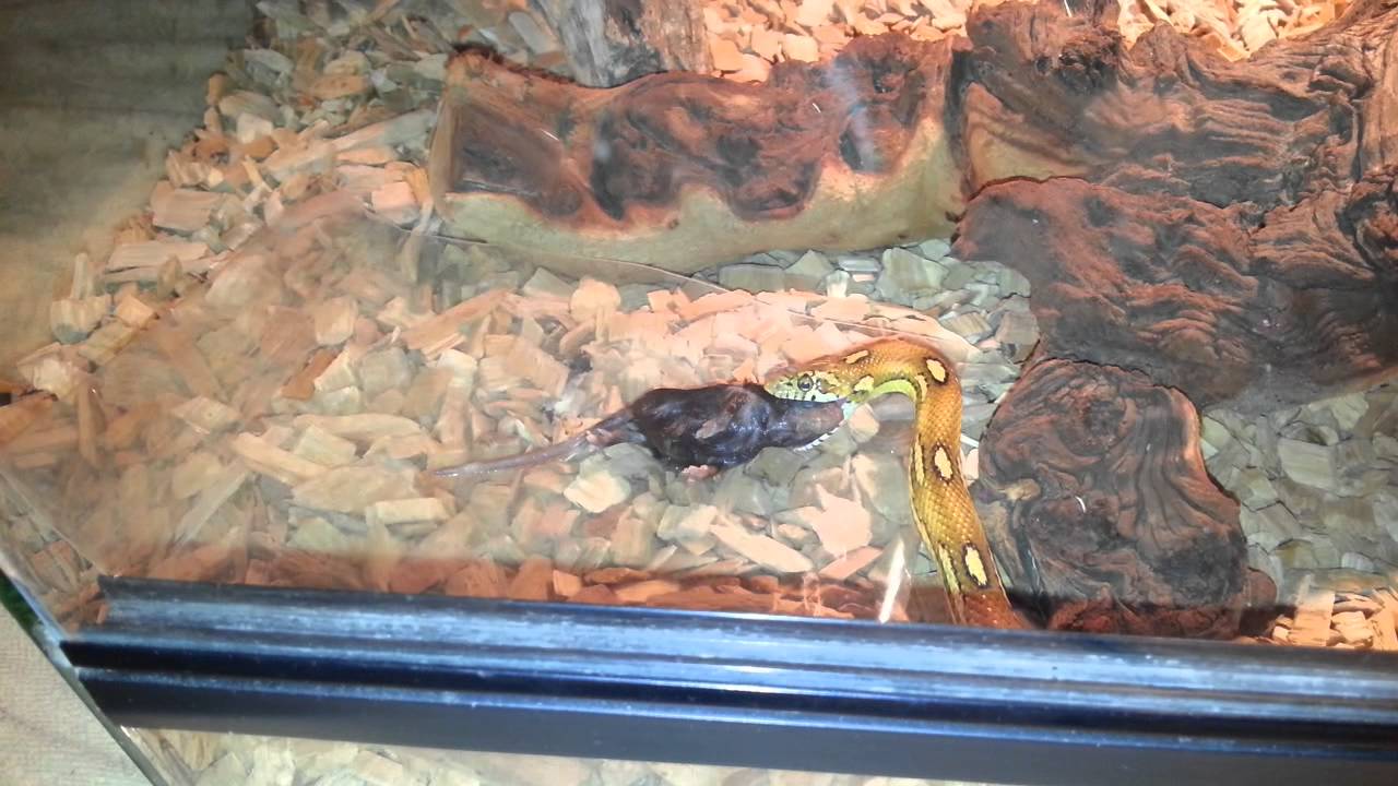 slang valt aan op een dode rat - YouTube