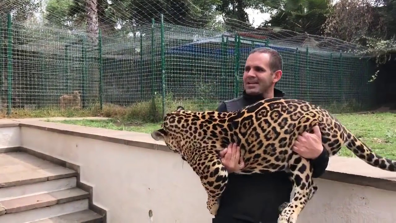 JAGUAR AND TIGER PLAYING WITH OWNER - YouTube