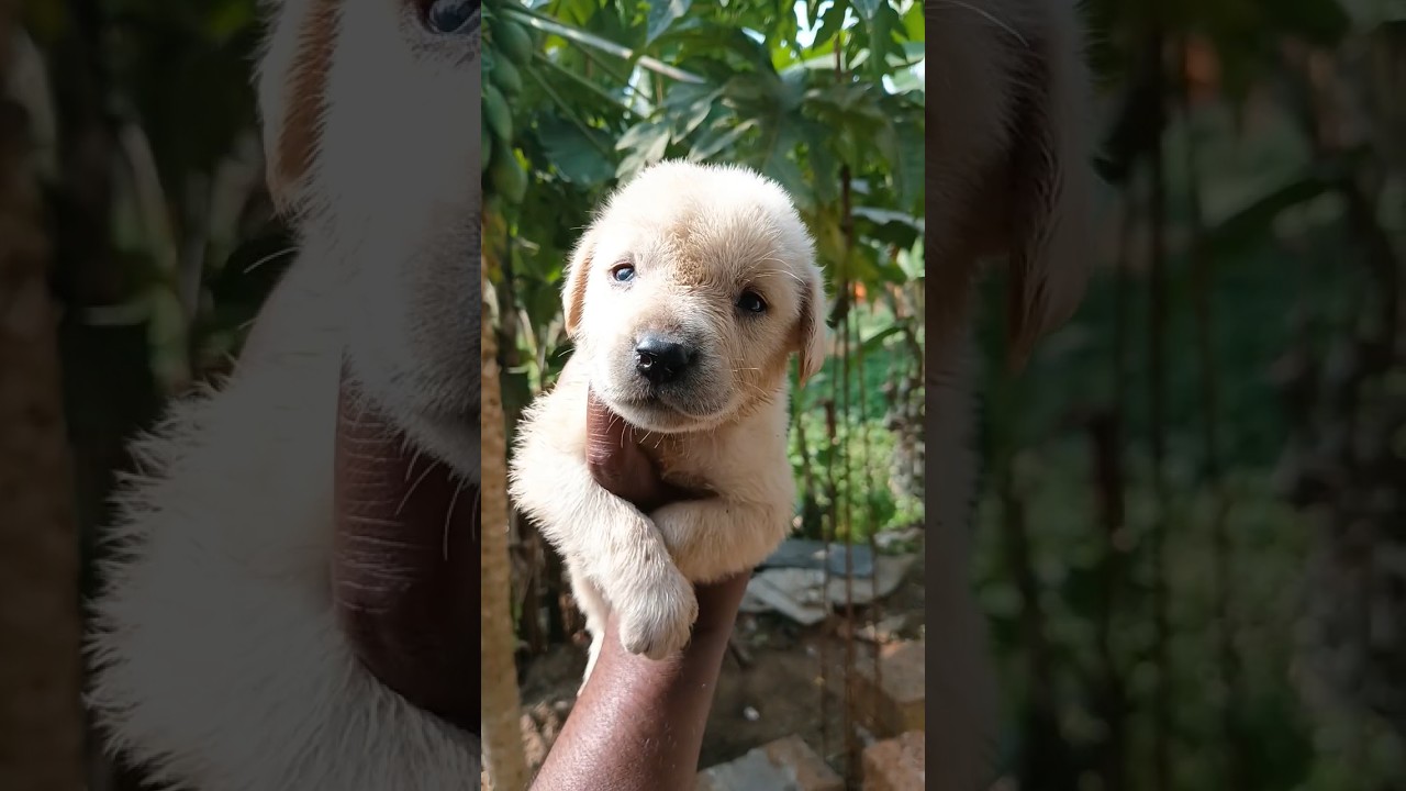 Labrador male puppy available for sale #puppy (6372817149) - YouTube
