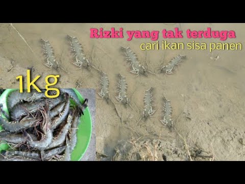 Tak disangka banyak udang windu atau udang macan | cari ikan sisa panen ...