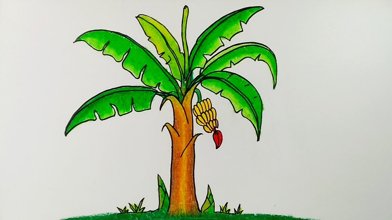 Cara menggambar pohon pisang || Menggambar pohon pisang yang mudah ...