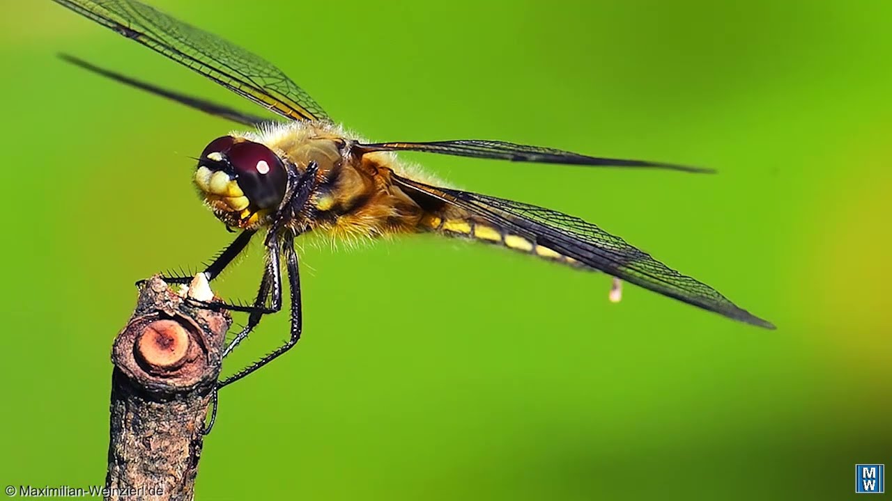 Nikon Z9, 120 pics/sec: Dragonfly, Four-spotted Chaser, Libellula ...