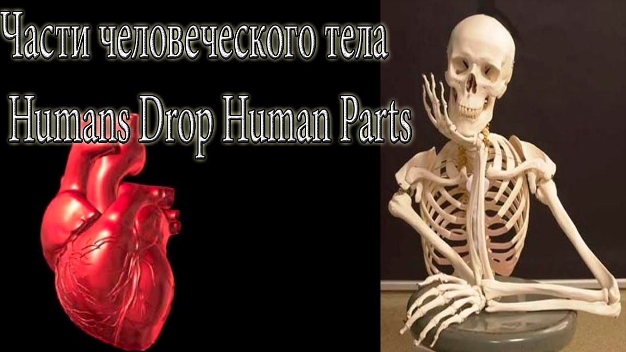 TESV-Skyrim Части человеческого тела / Humans Drop Human Parts - YouTube