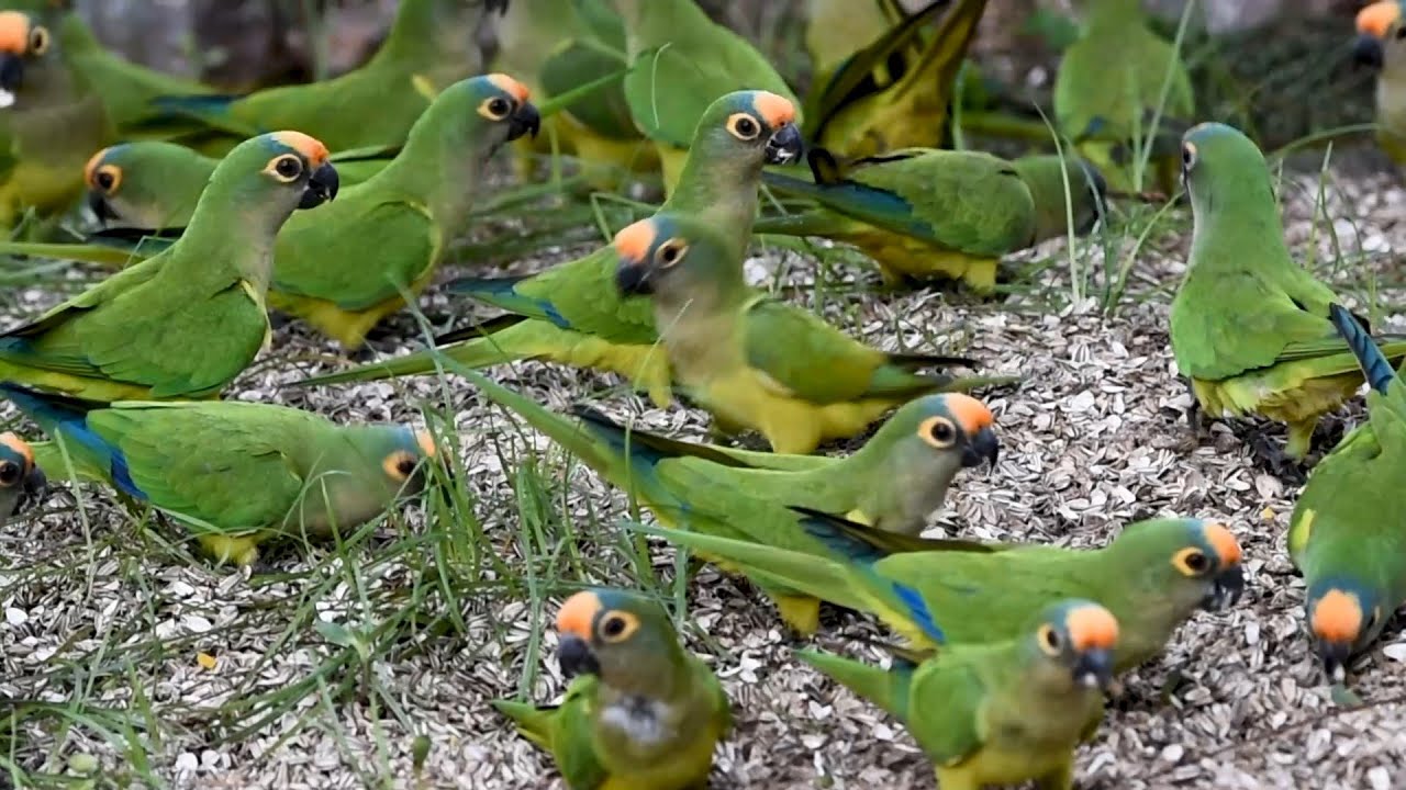 PEACH-FRONTED PARAKEET free eating sunflower seed (EUPSITTULA AUREA ...