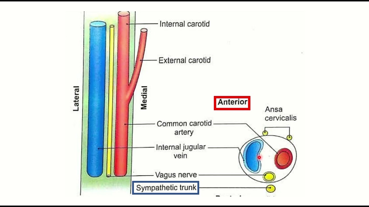 Carotid sheath contents and relation MRCS question solve (CRACK MRCS ...