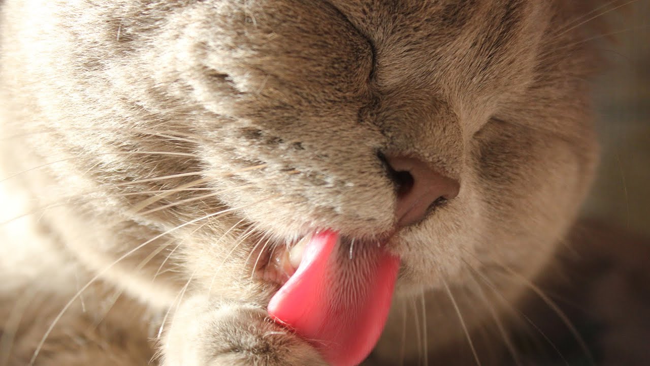 Cat Music🎵 Calming Music for Cats Home Alone | Separation Anxiety ...