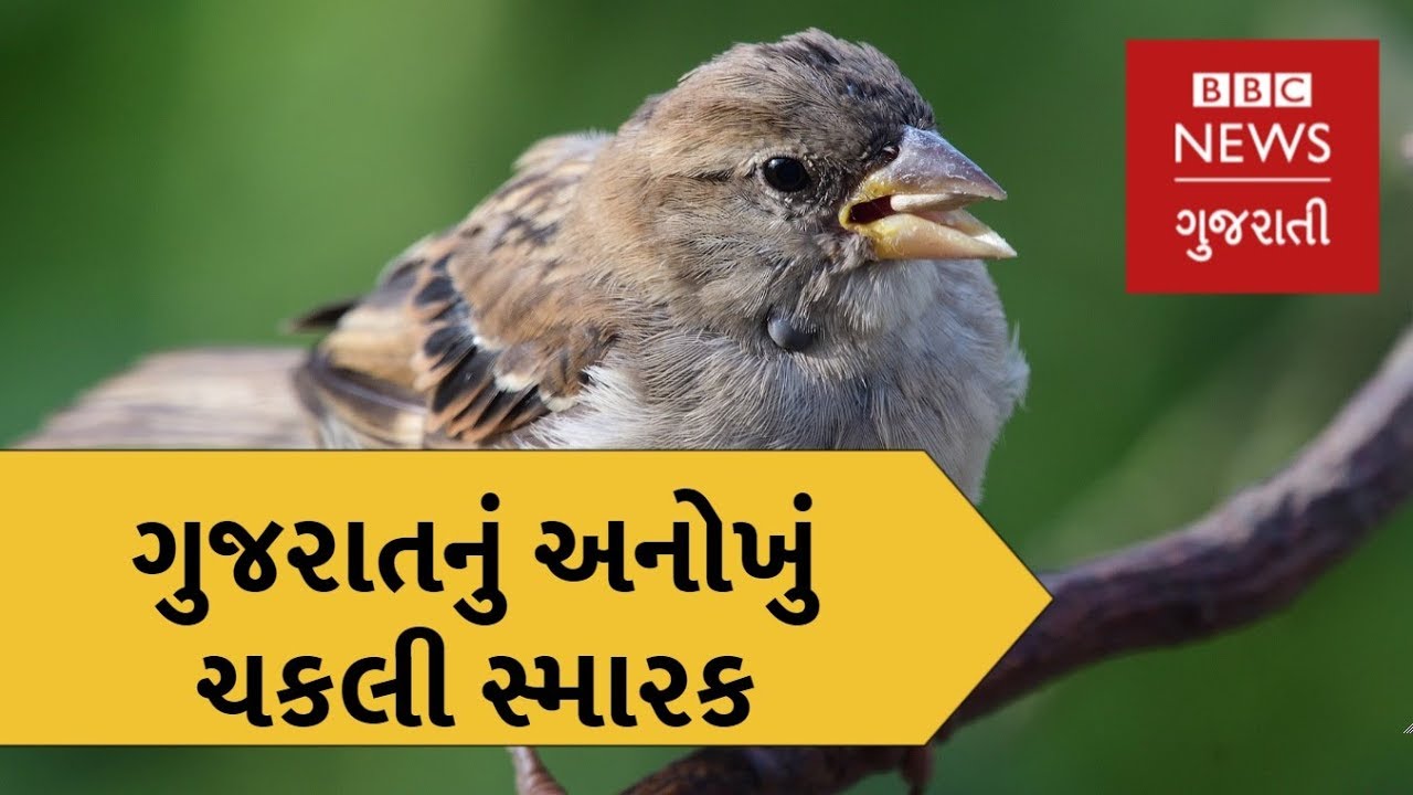 World Sparrow Day : Ever visited the sparrow memorial in Ahmedabad ...