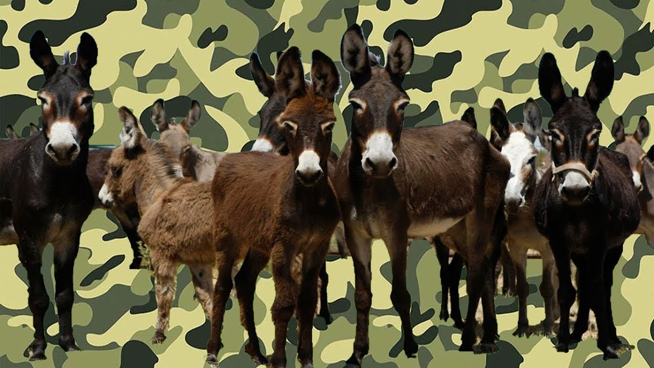 O exército e a institucionalização da burrice - YouTube