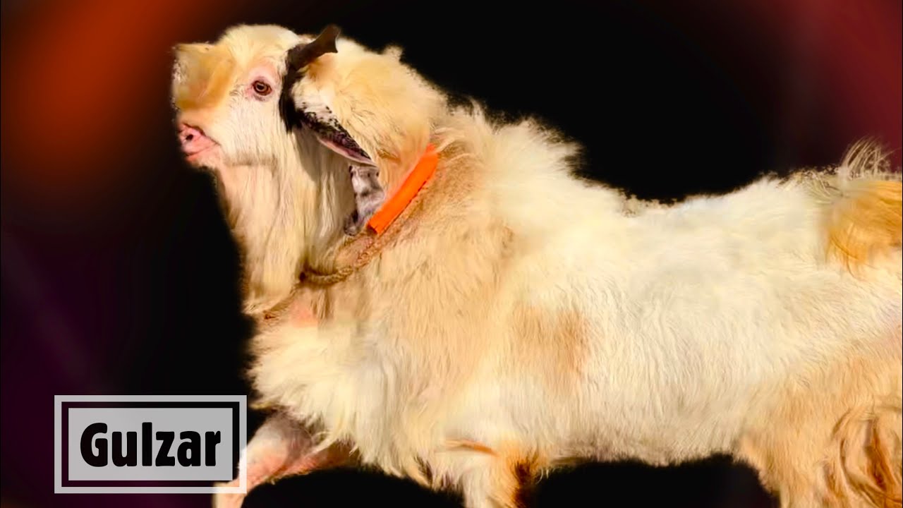 Aadil Poonawala’s Gulzar - One of the most beautiful Andul Goats at JD ...