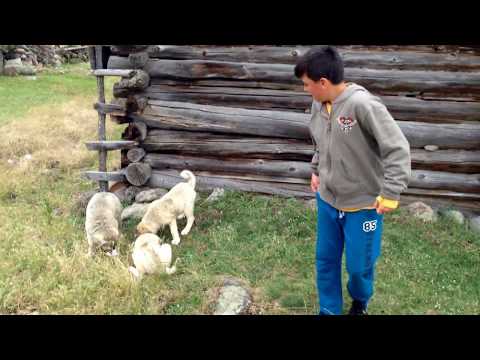 Sevimli mi sevimli köpek yavruları