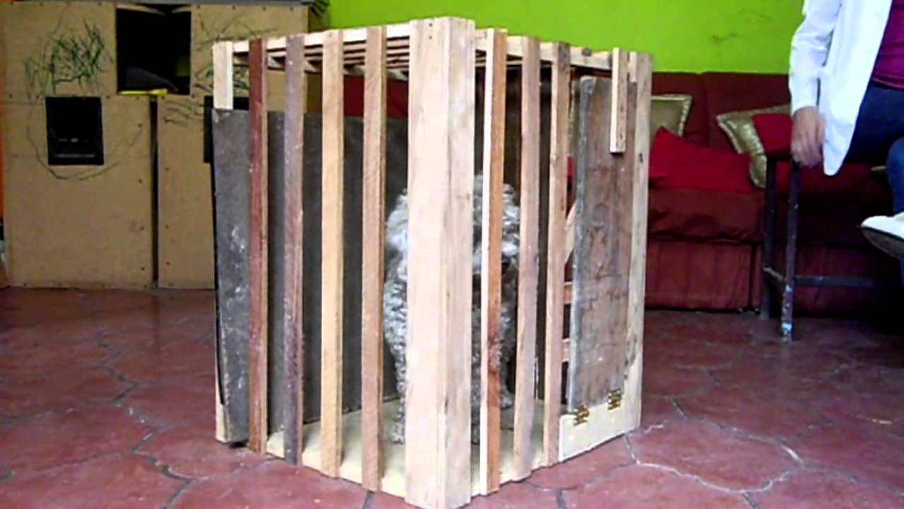 Caja problema de Thorndike UCLA - YouTube