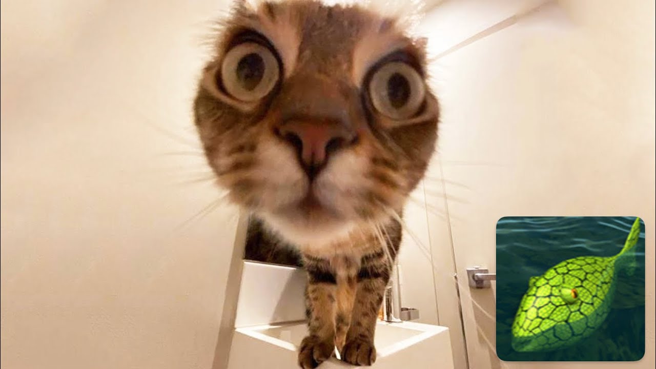 Average fish for cats experience - YouTube