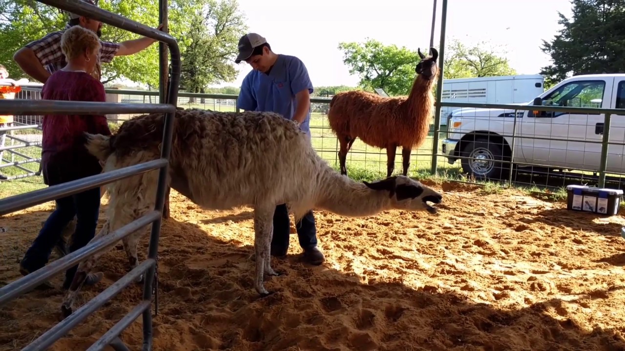 What does a llama say? - YouTube