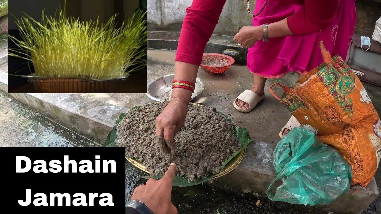 Dashain Ko Jamara Rakhni Tarika - YouTube