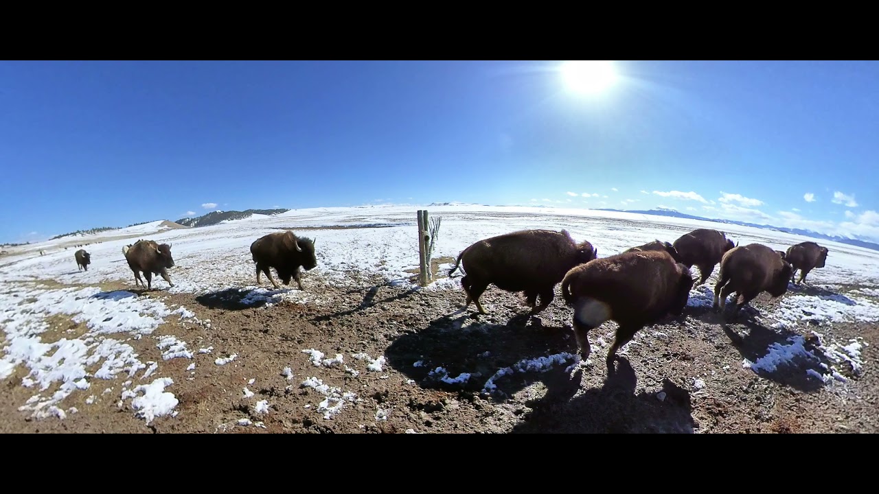 White Bison in Hartsel, Colorado. - YouTube