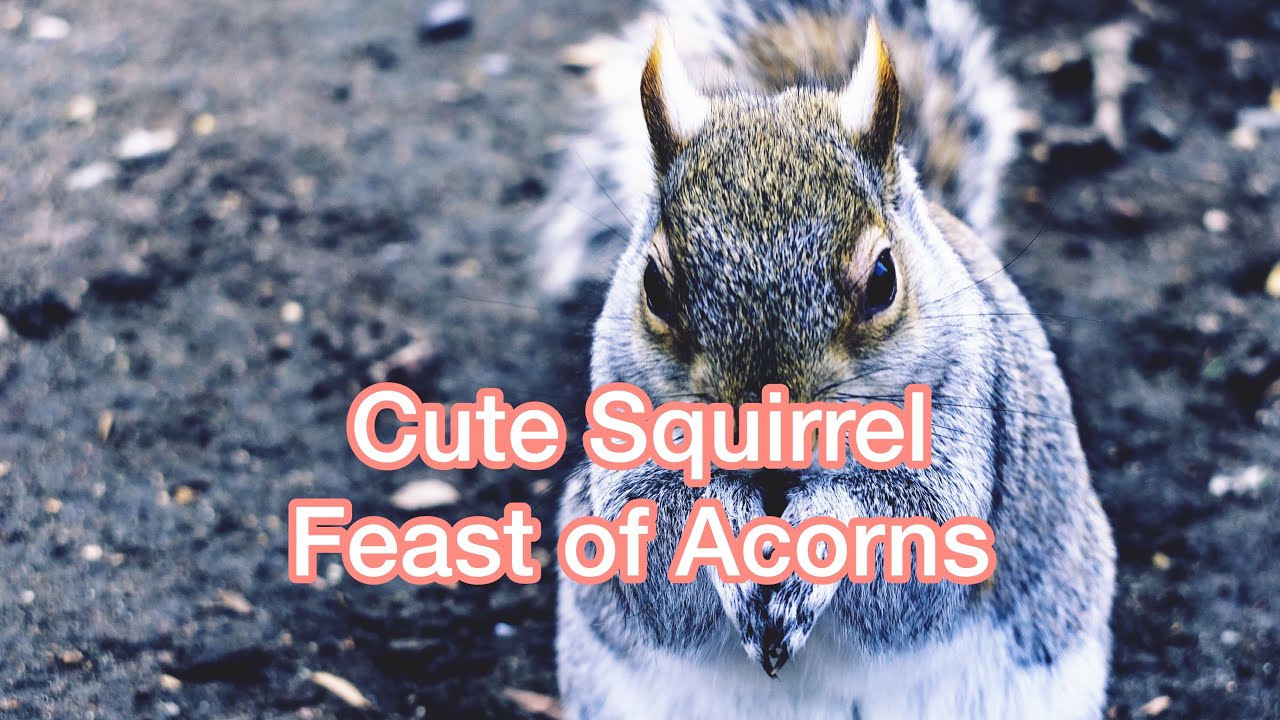 Cute Squirrel - Feast of Acorns - YouTube