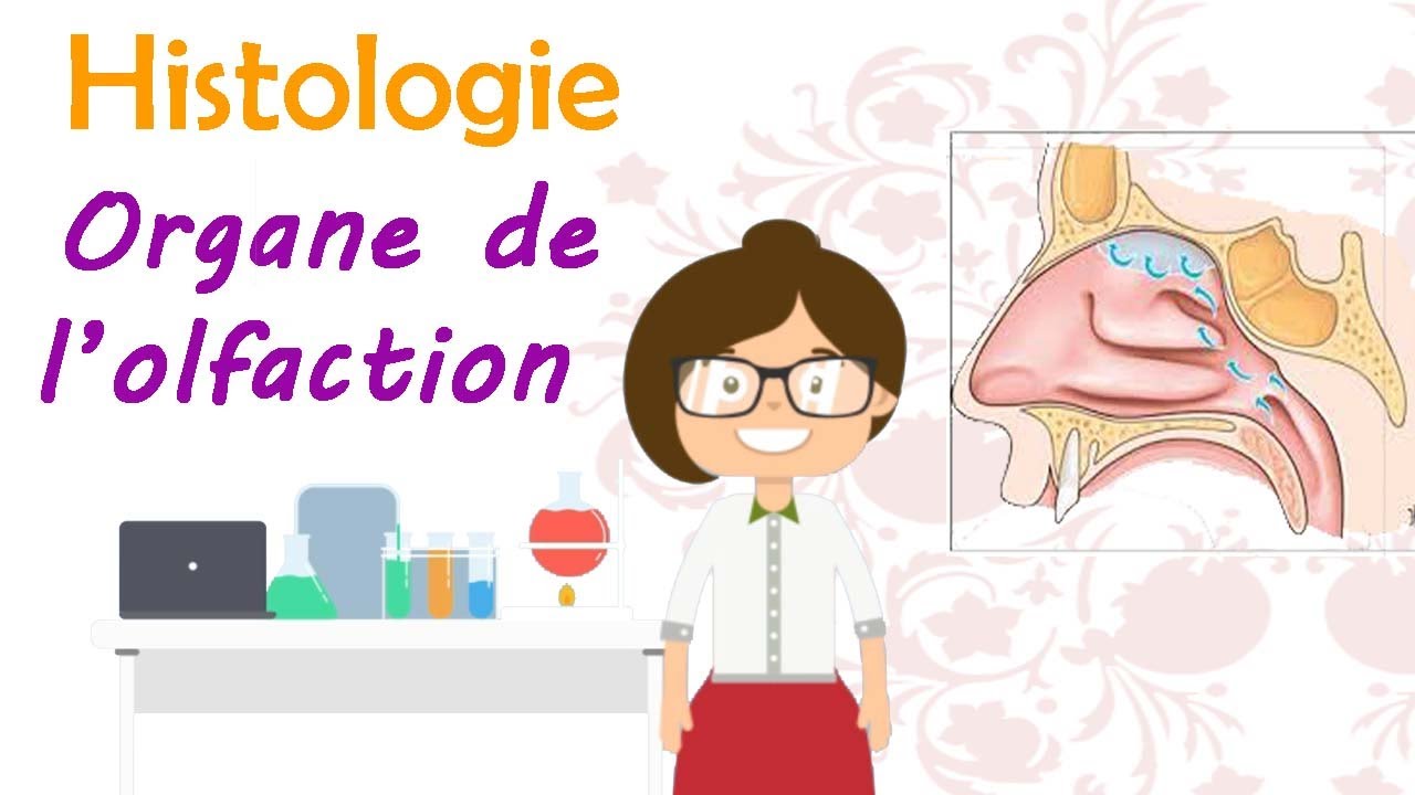 Histologie | Organe de l’olfaction .. cours de 2 ème année médecine ...